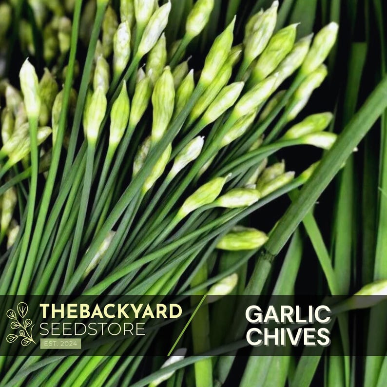 Garlic Chive Seeds - Herb Seeds - 150+ Chives Seed, Garden Heirloom ...