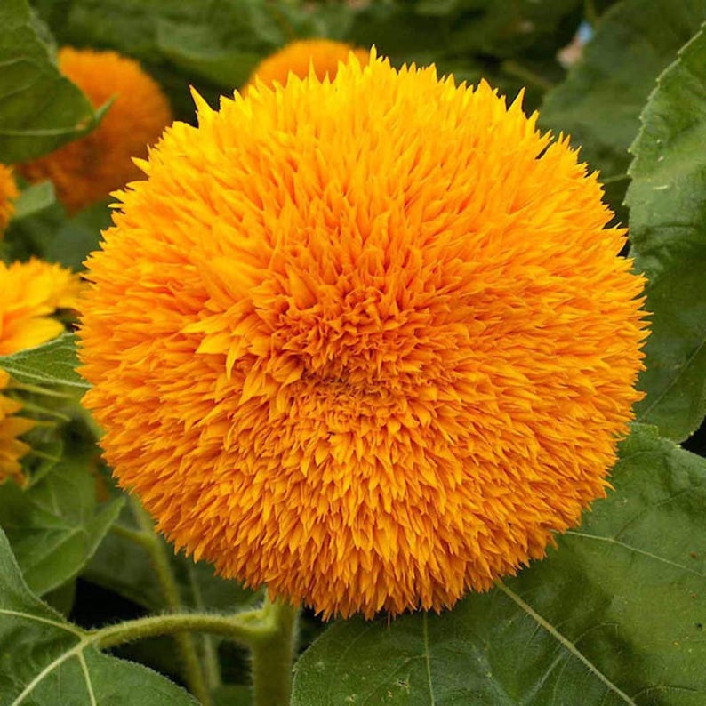 Dwarf Teddy Bear Sunflower Seeds: Fluffy Heirloom Blooms - Etsy