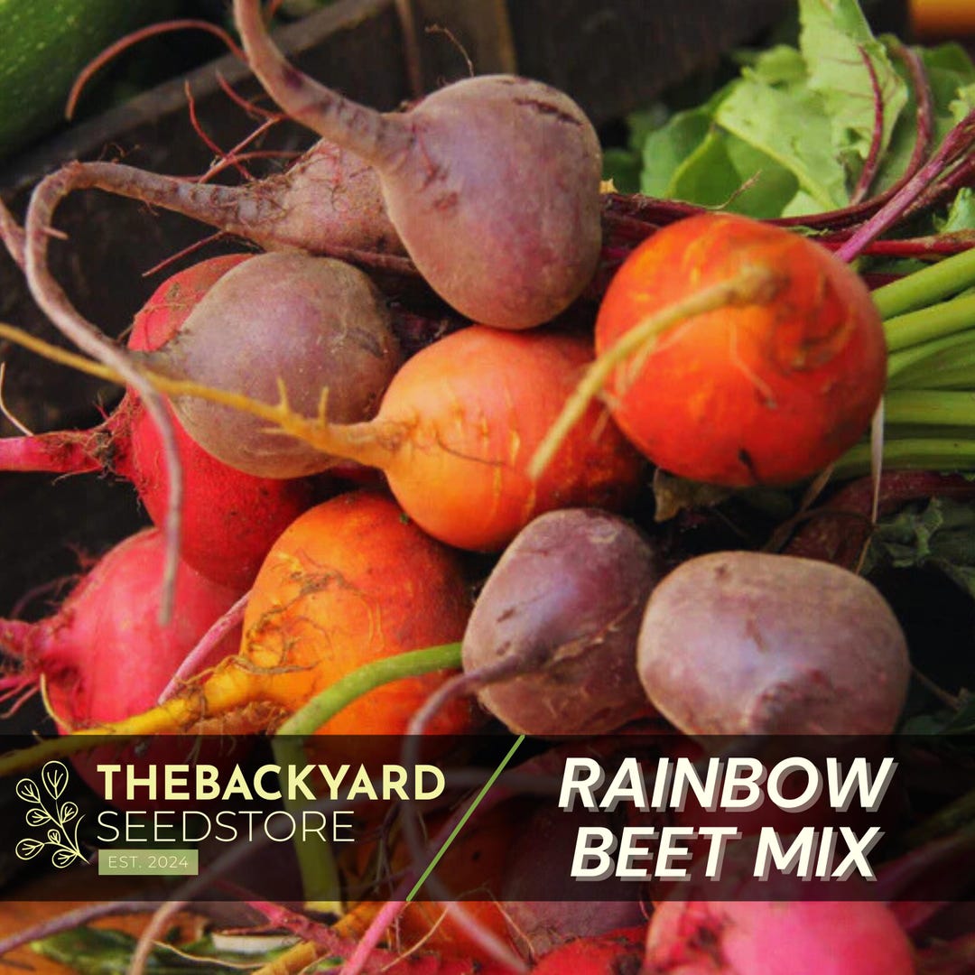 Rainbow Beets Seed Mix, Beet Seeds, Multicolor Root Vegetable Seeds ...