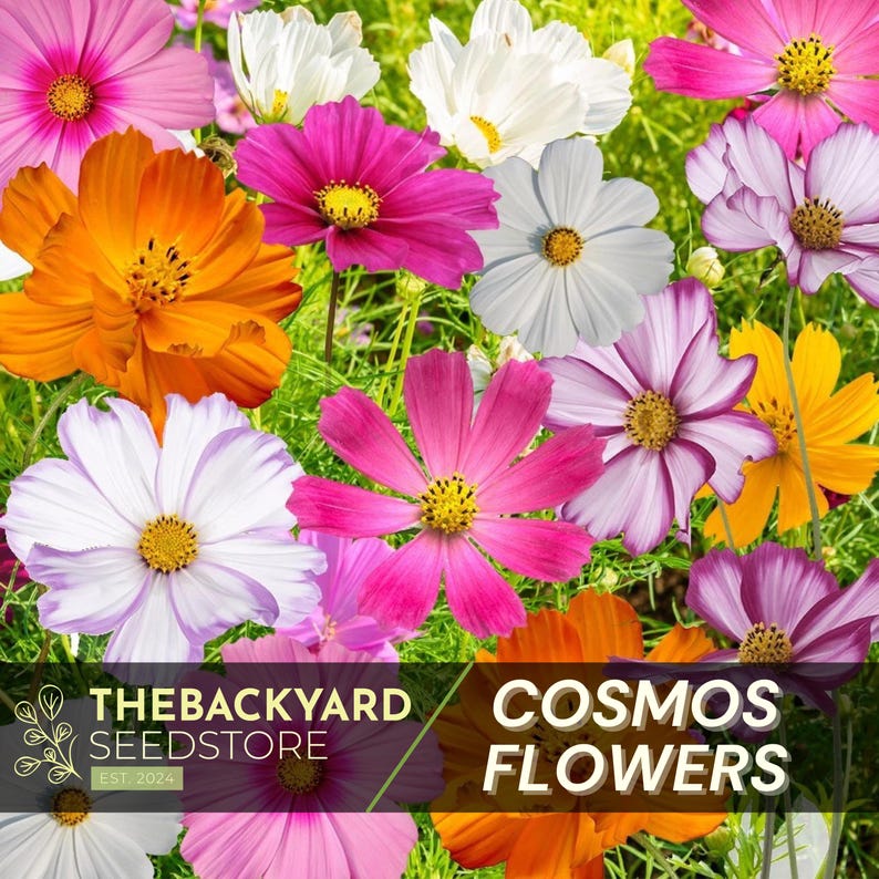 Cosmos Flower Seed Mix: 10 Varieties, Non-gmo Summer Garden - Etsy