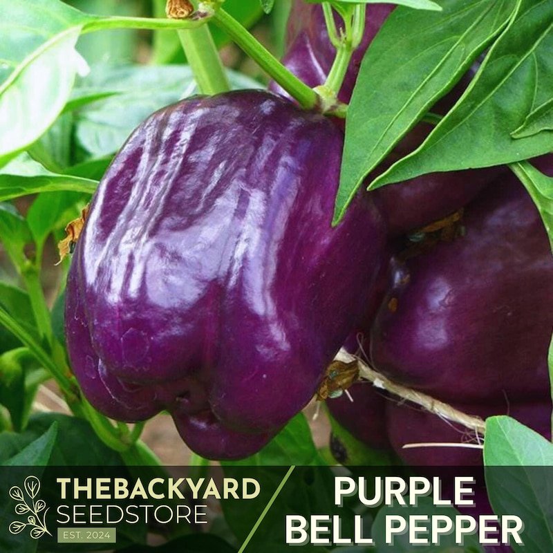 Rare Pepper Seeds - Etsy