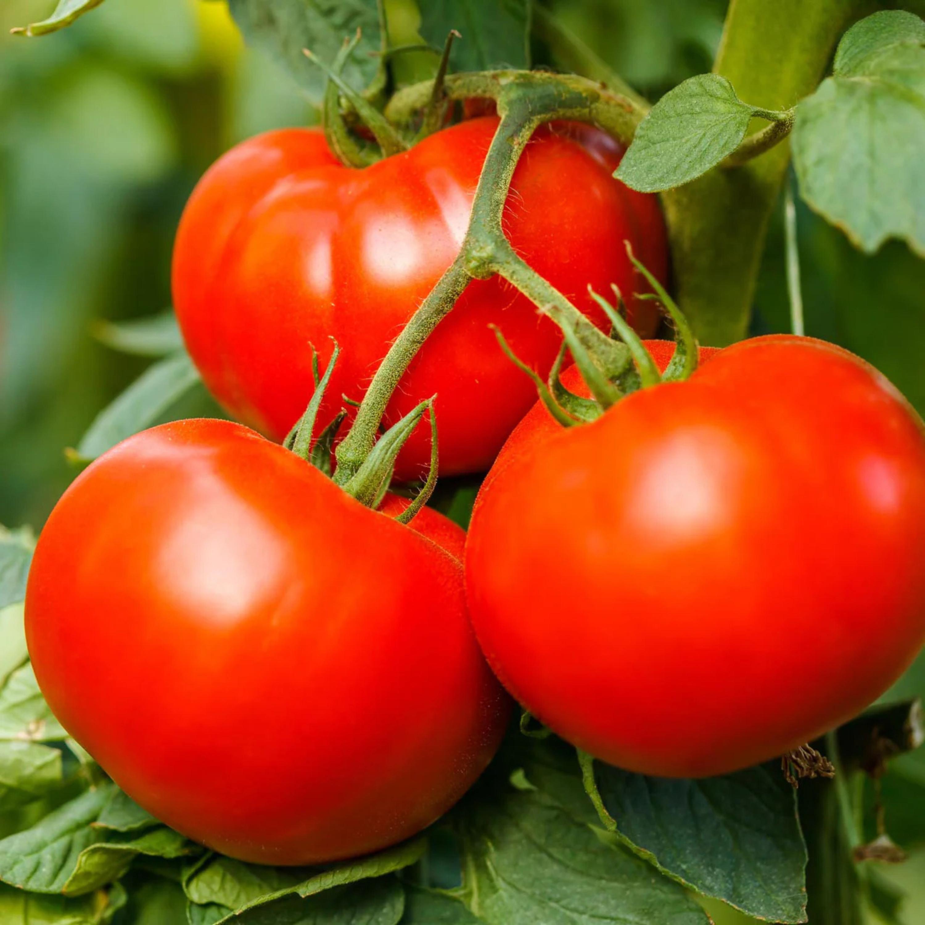 Heirloom Homestead Tomato Seeds: Disease-resistant, Heat Tolerant - Etsy