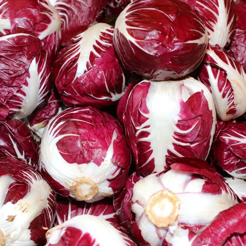 Rosa Di Verona Endive Lettuce Seeds: Heat Tolerant, Slow Bolting - Etsy