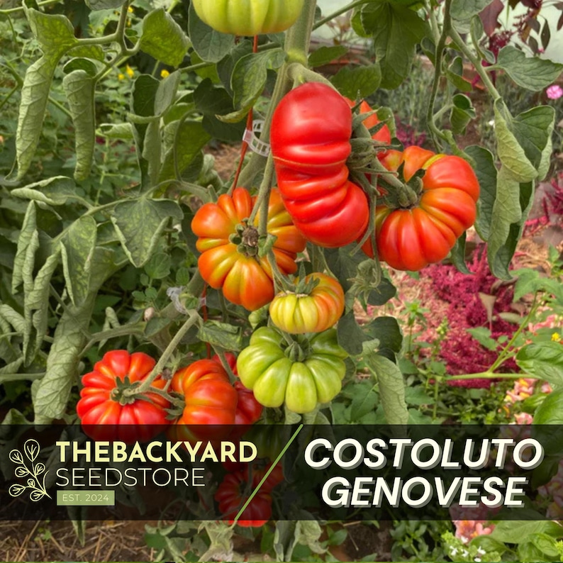 Costoluto Genovese Tomato Seeds: Heirloom Garden Variety - Etsy