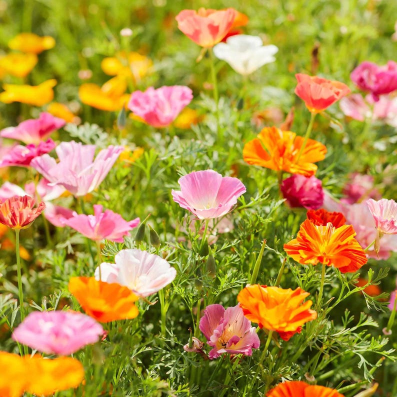 California Poppy Seed Mix – Wildflower Seeds, Orange Poppies, Easy Grow ...
