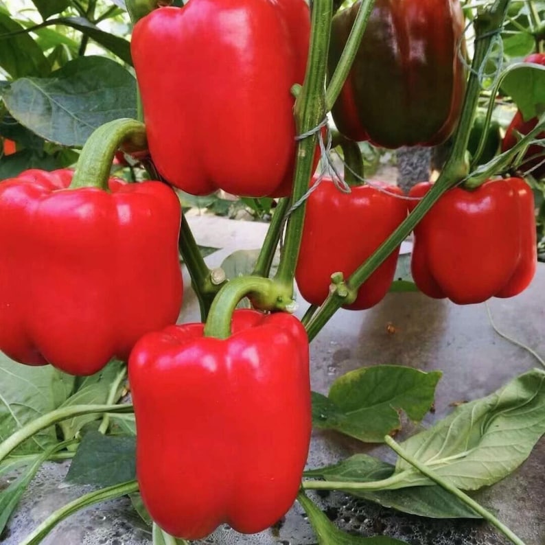 Big Red Sweet Bell Pepper Seeds - Garden Variety (40+ Seeds) - Etsy
