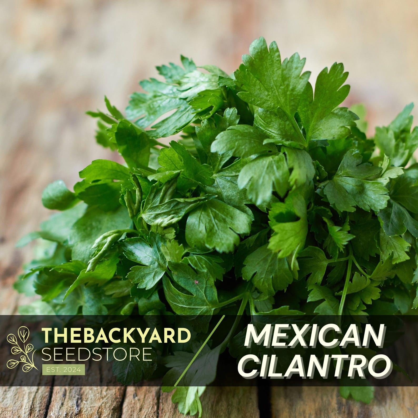 Cilantro Seeds - Herb Cilantro Seeds - 100+ Garden Herb Mexican ...
