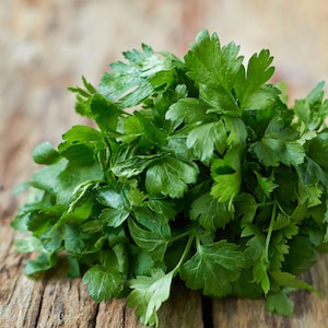 Cilantro Seeds: Slow Bolt, Non-gmo, Mexican Coriander (100+ Seeds) - Etsy