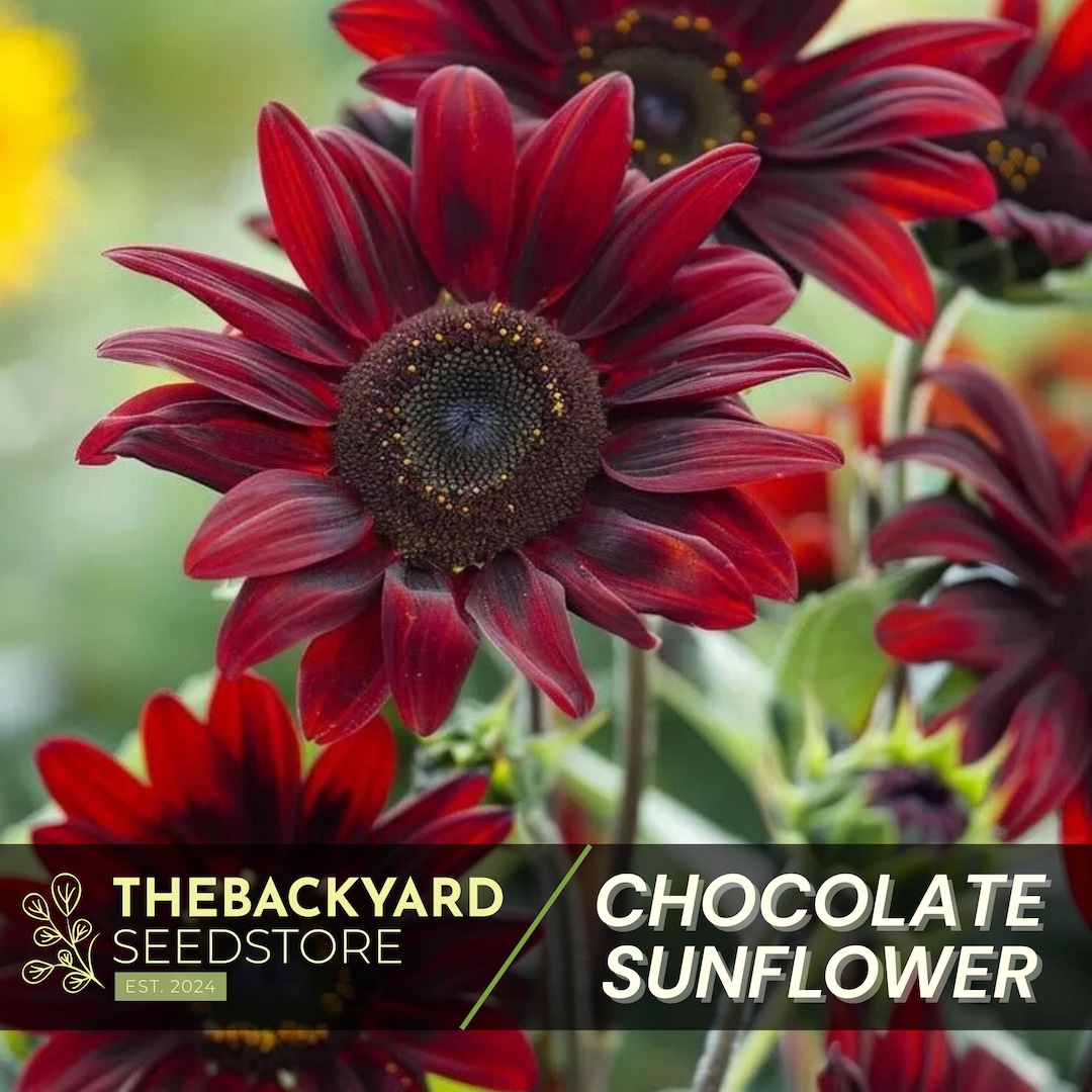 Rare Chocolate Cherry Sunflower Seeds - Ornamental Garden Flower (20 ...