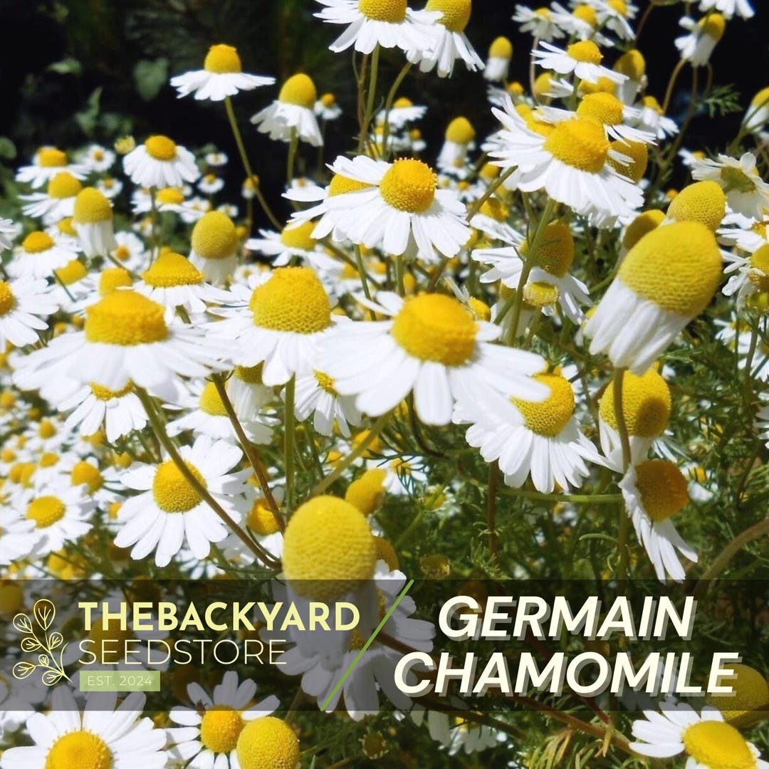 German Chamomile Seeds: Fragrant Tea Herb, Medicinal White Flowers - Etsy