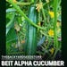 Beit Alpha Cucumber Seeds - Productive Pickling Variety - Etsy
