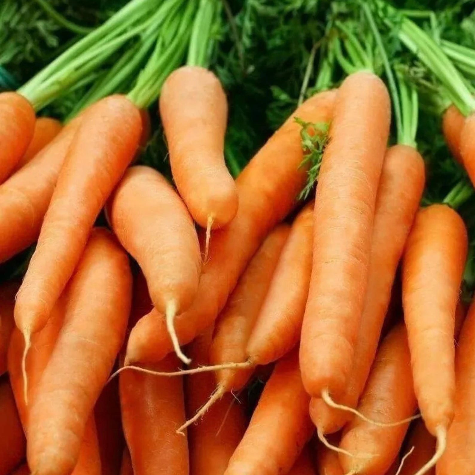 Little Fingers Carrot Seeds, Baby Carrots, Home Garden (200+ Seeds) - Etsy
