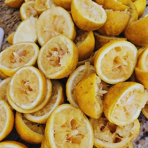 Hybrid Citron/trifoliate Seeds - Citrus Medica - Lemon Scented ...