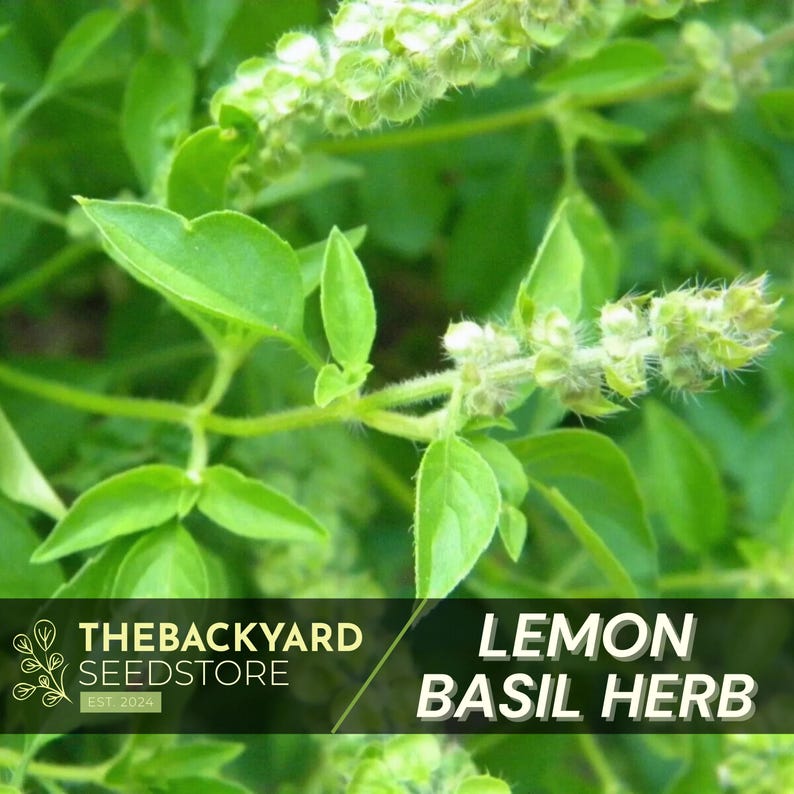 Thai Lemon Basil Seeds: Fresh Non-gmo Herb Seeds (150+) - Etsy