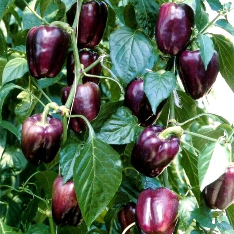 Purple Beauty Bell Pepper Seeds – Heirloom Non-gmo Sweet Peppers - Etsy