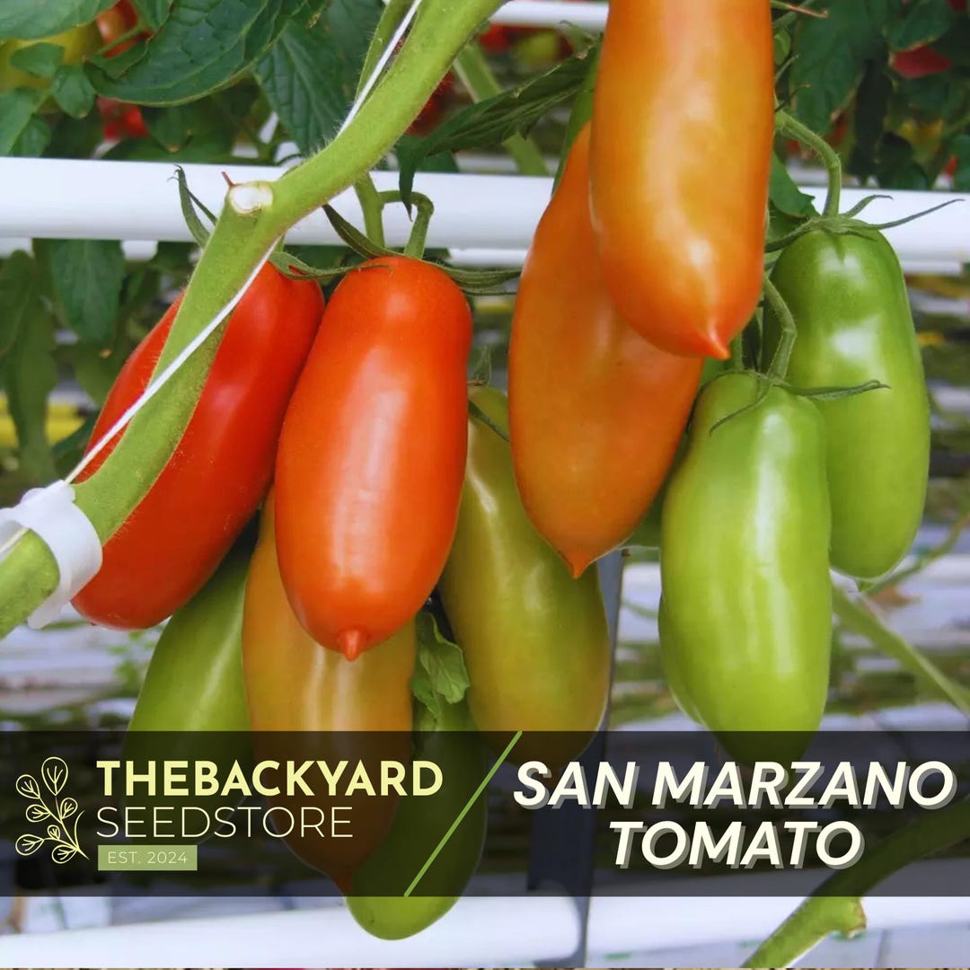 San Marzano Tomato Seeds - Heirloom Paste Tomato, Determinate Variety ...