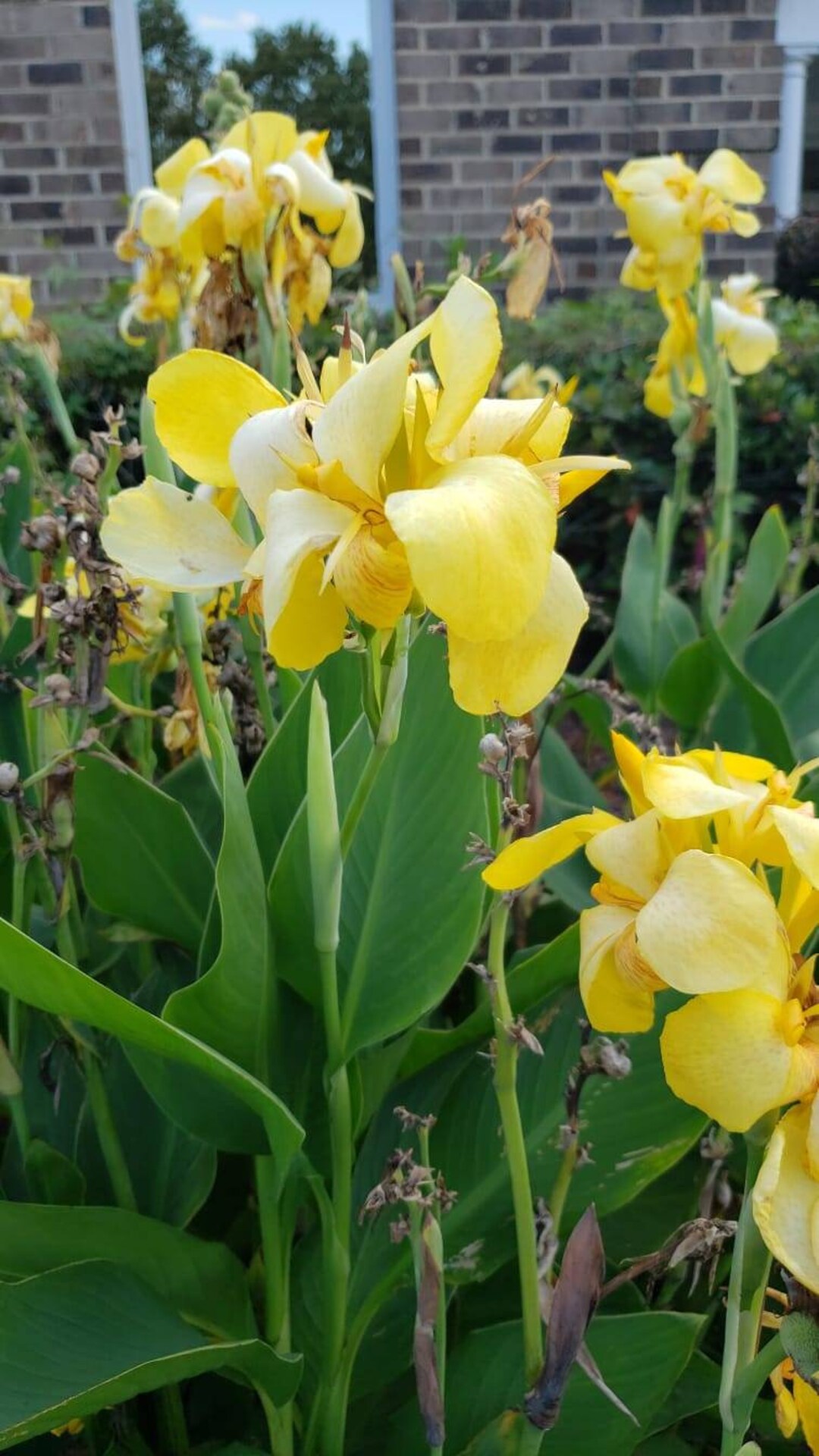 25 Yellow Canna Lily Seeds for Hummingbird, Butterfly Gardens - Etsy