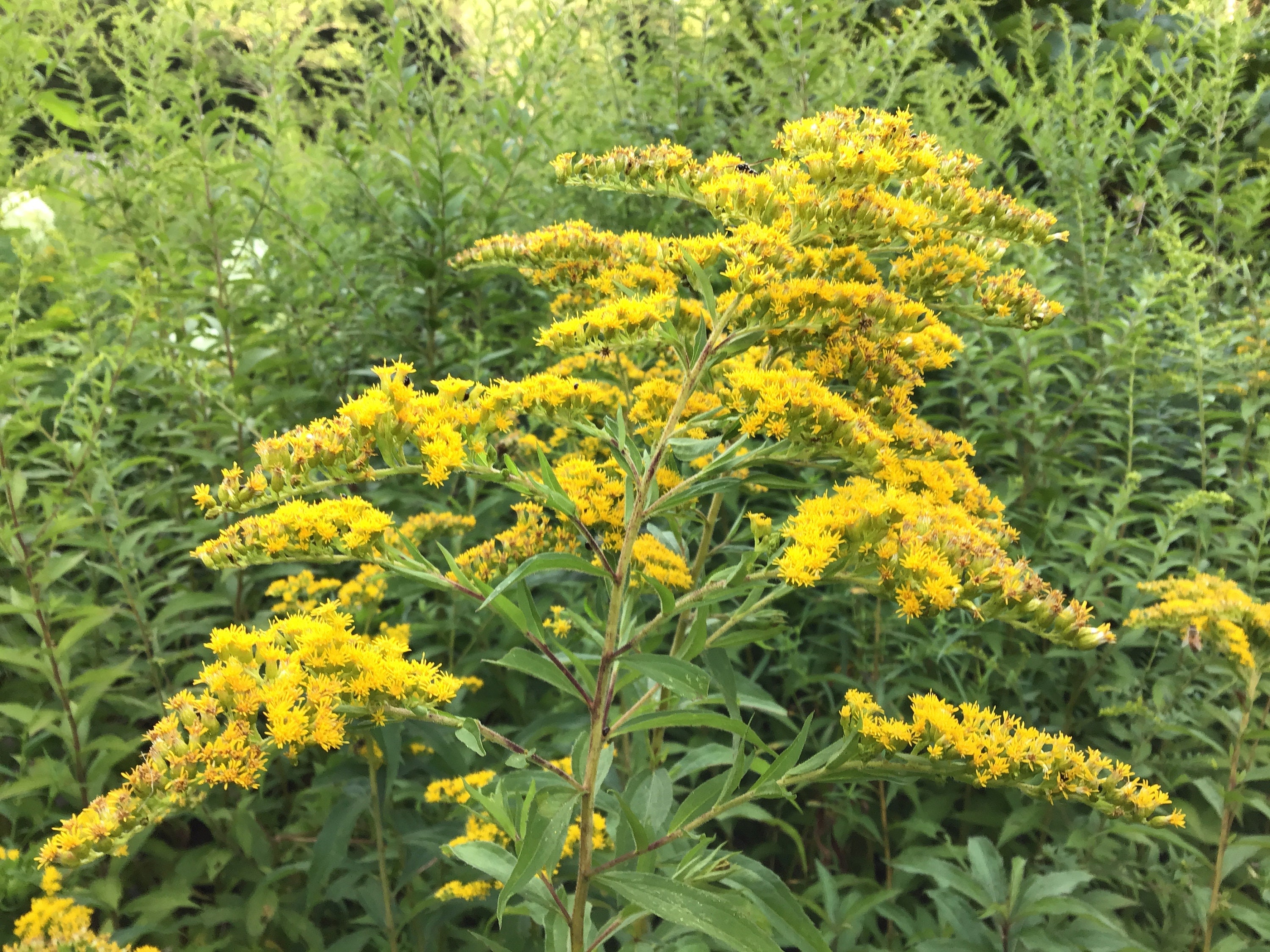 Solidago Canadensis