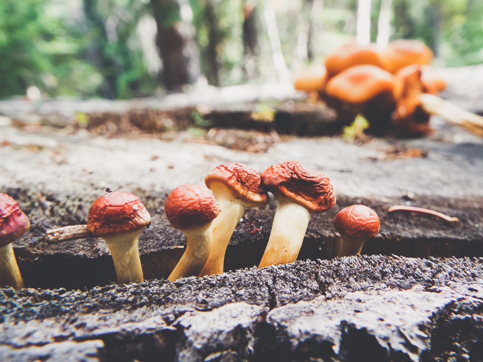 Fungi Collection 1 | Etsy