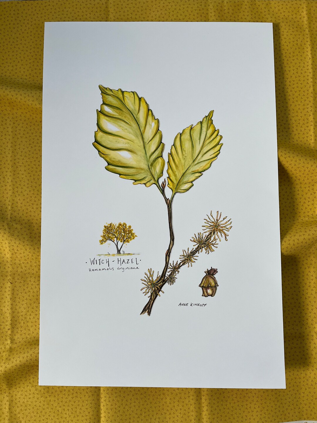 Witch Hazel Botanical Print - Etsy