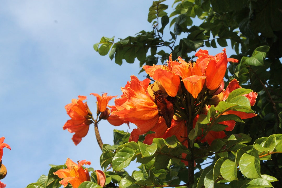 African Tulip Tree Photo - Etsy