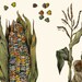 Maize Print - Etsy