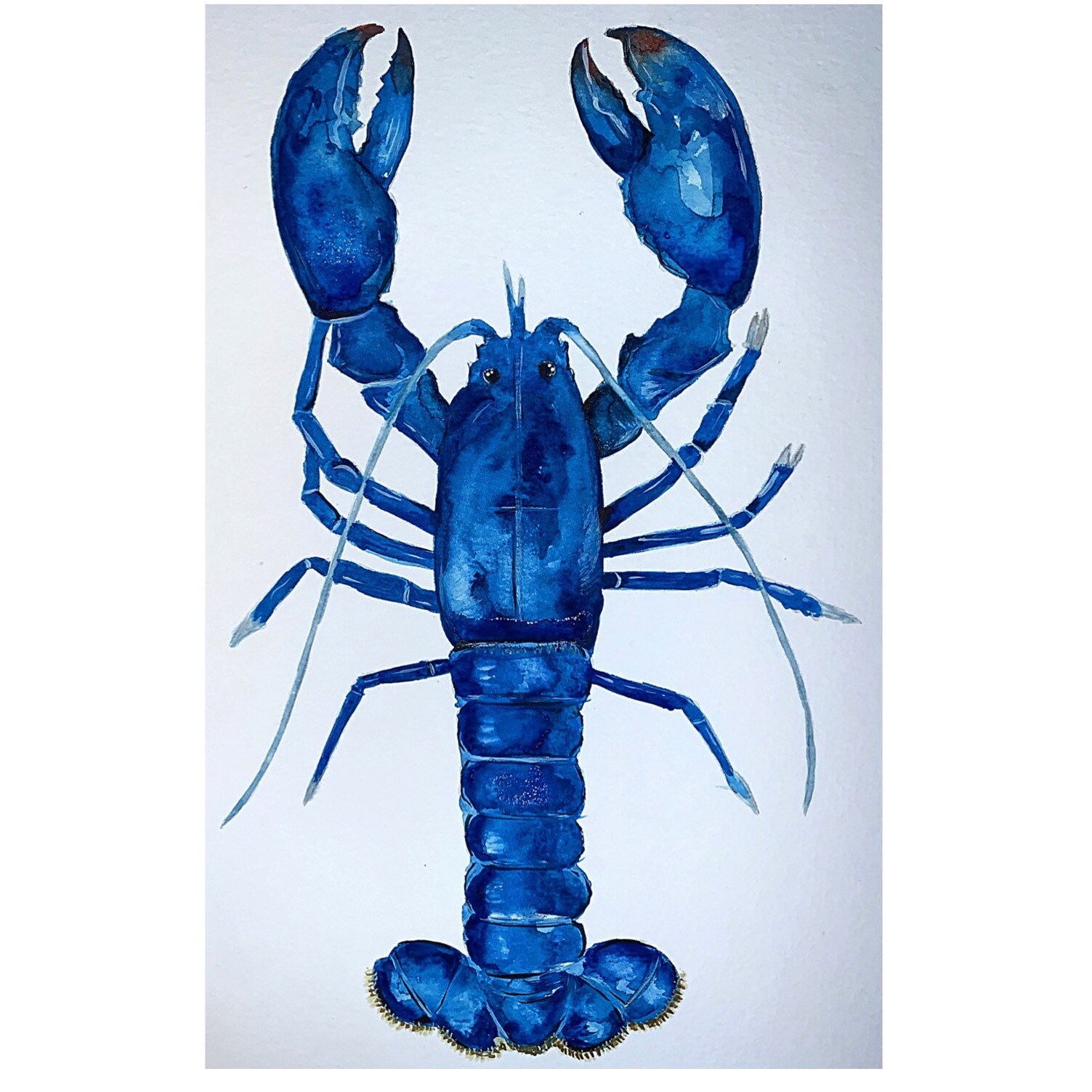 Lobster Print 18x13cm in White or Black 21x27cm Frame, Watercolour ...