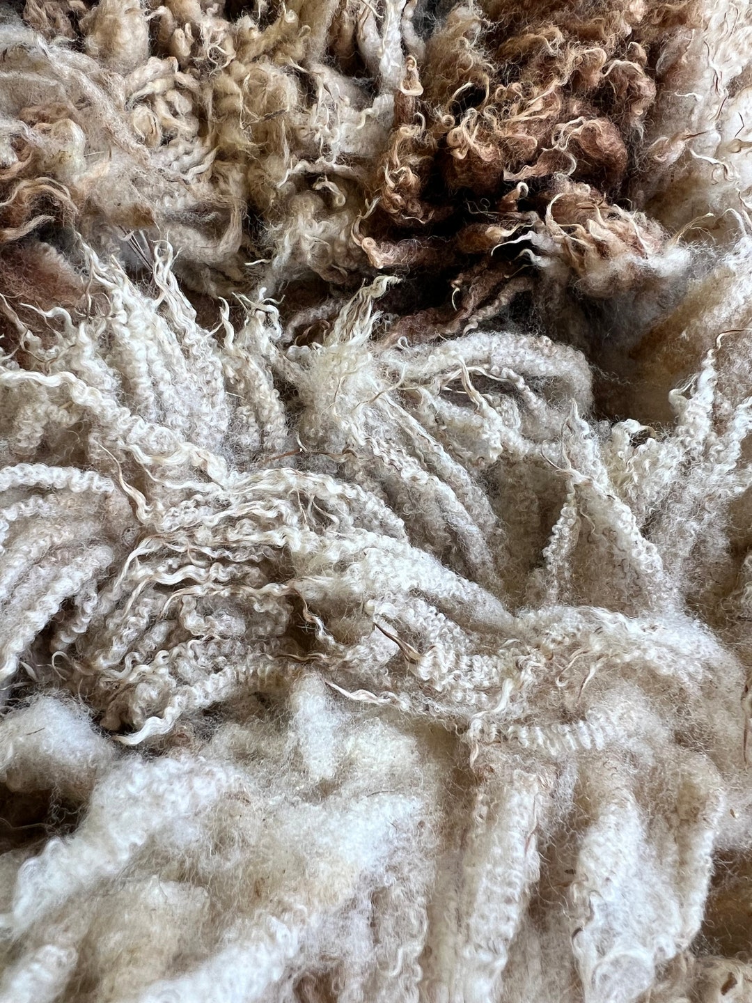 Jacob Sheep Ram Entire Raw Fleece conde - Etsy