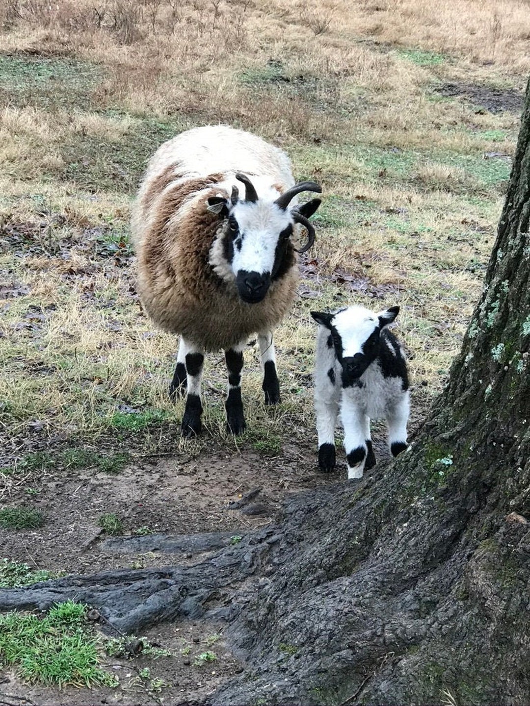 Entire Raw, UNWASHED Jacob Sheep Fleece sarah - Etsy