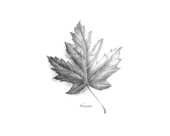 Maple Leaf Pencil Drawing