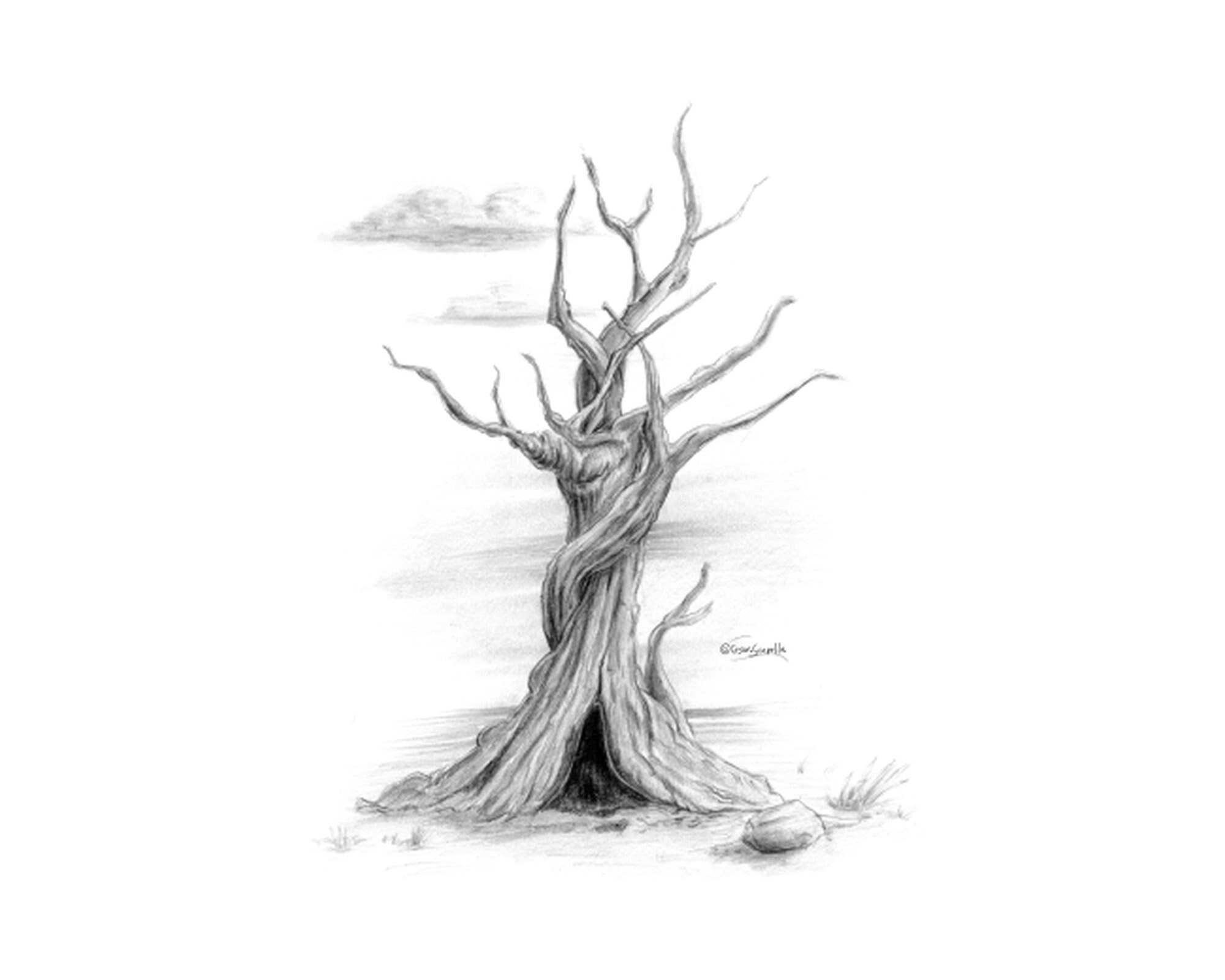 Pencil Drawings Of Twisted Trees