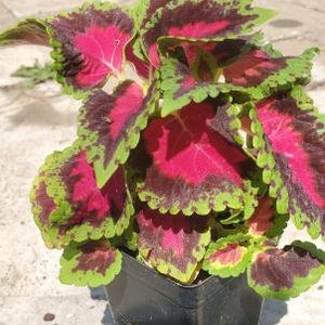 Watermelon Coleus - Etsy