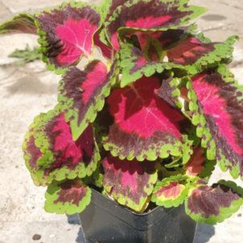 Watermelon Coleus - Etsy