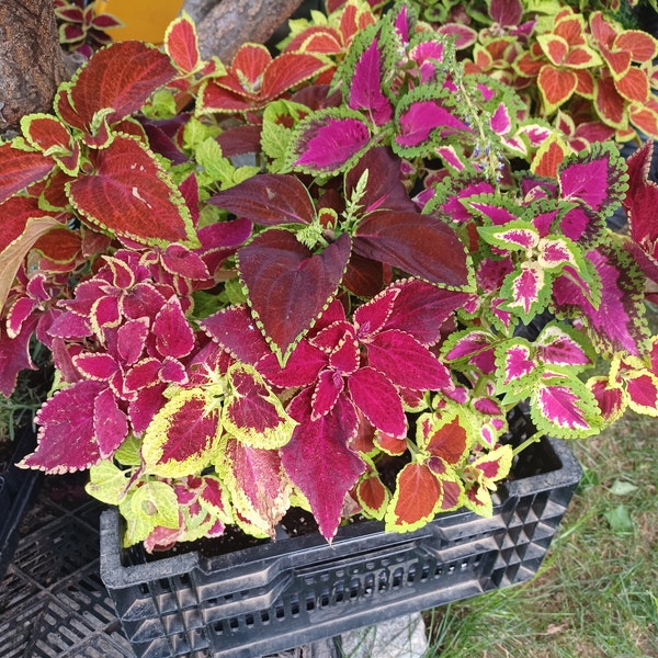 Coleus Plants Live Plant - Etsy
