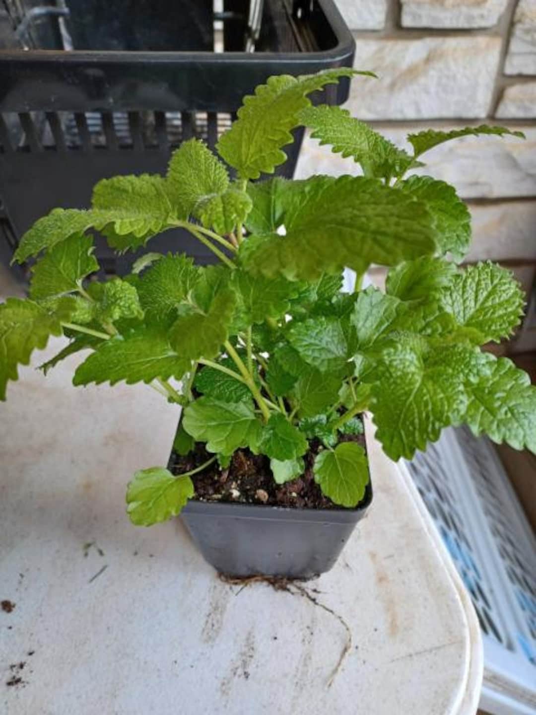 Cooking With Lemon Balm Herb
