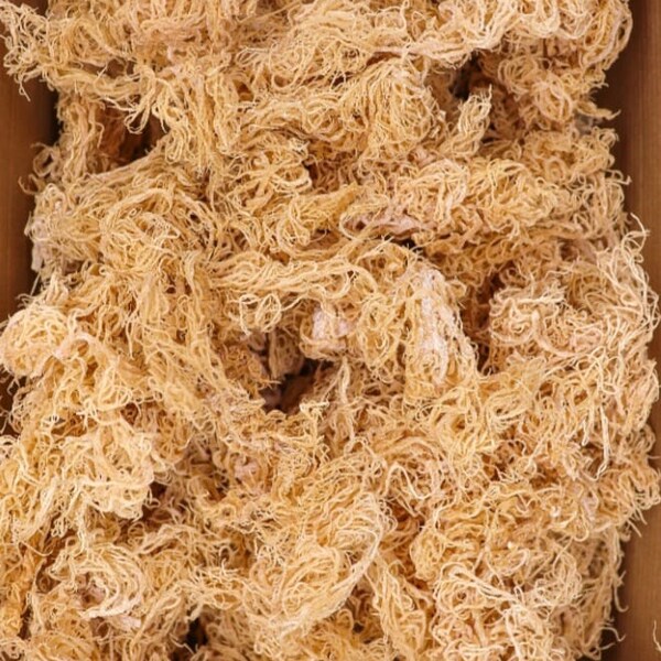 Wild Sea Moss - Etsy