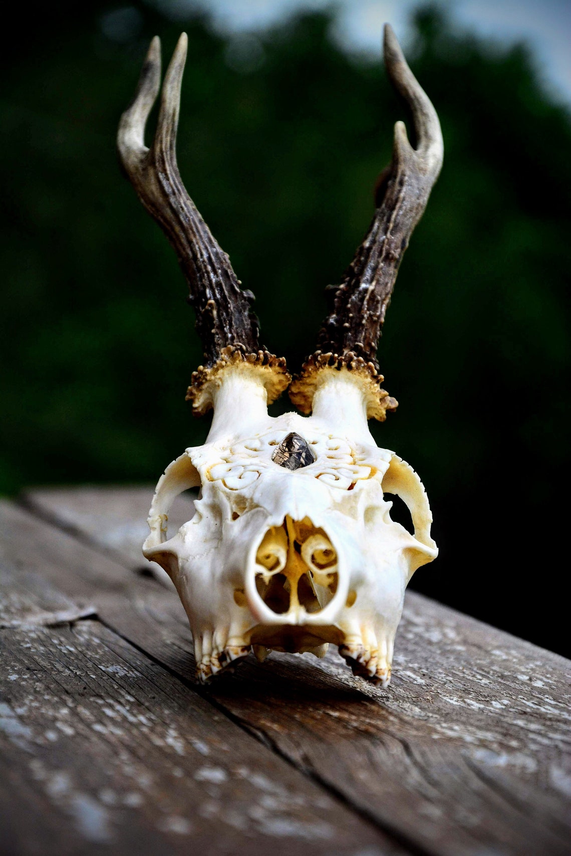 Real roe deer skull Carved deer skull with beautyful Quartz | Etsy