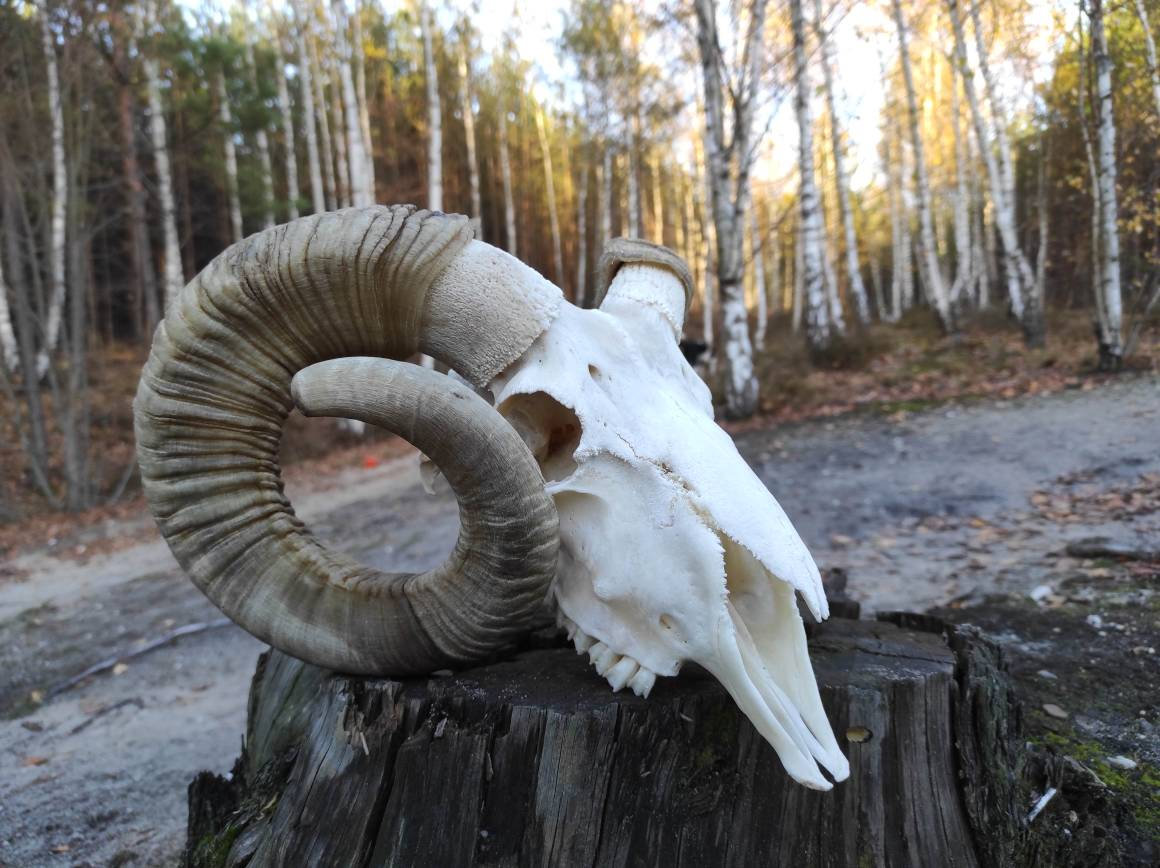 Beautiful Ram Skull Real Ram Skull European Ram Skull - Etsy