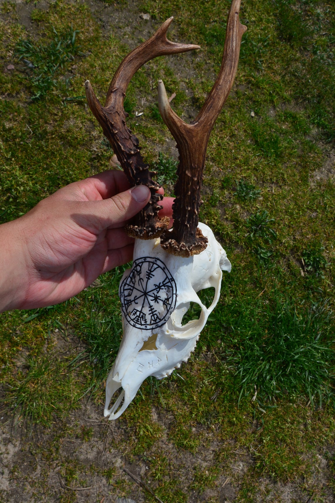 MADE TO ORDER Real deer skull Carved deer skull roe deer skull | Etsy