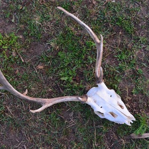 Fallow Deer dama Damaperfect Wall Decoration Present Set, Gift, Country ...