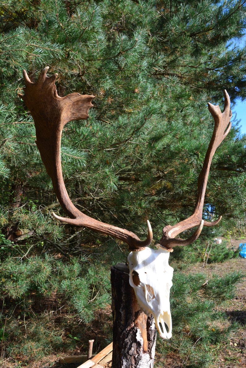 HUGE Fallow Deer Skull From Central Europe Fallow Deer dama - Etsy
