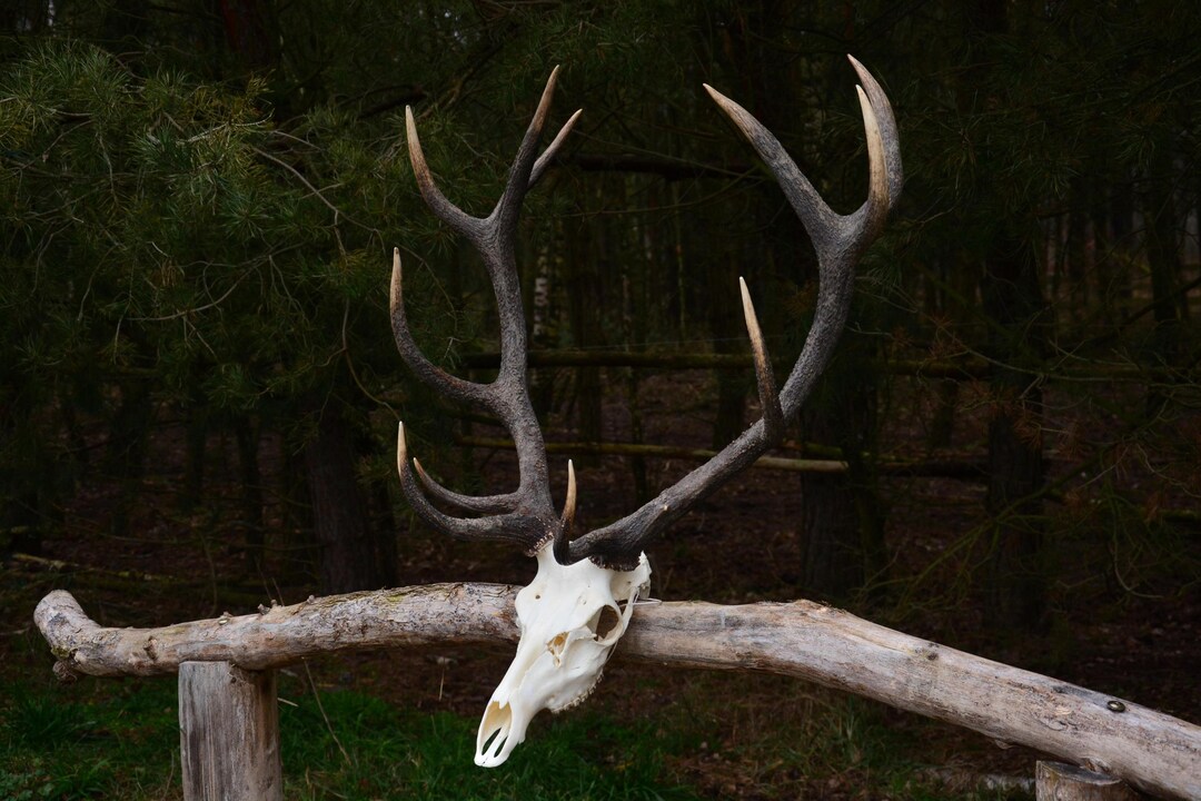 HUGE BULL Rare Red Deer Skull cervus Elaphus Self-assembly Kit Perfect ...