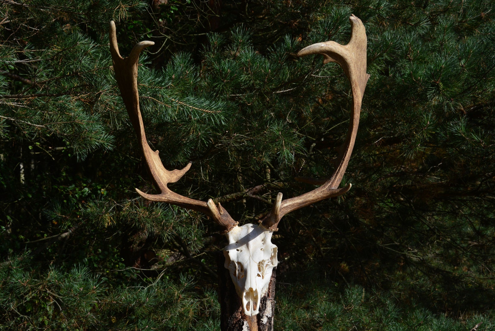 HUGE Fallow Deer Skull From Central Europe Fallow Deer dama - Etsy