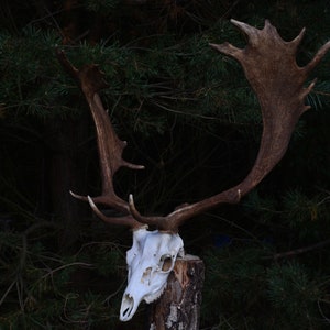 HUGE Fallow Deer Skull, From Central Europe, Fallow Deer (dama Dama ...