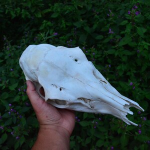 Fallow Deer Doe, Female Fallow Deer From Central Europe, *forest Find ...
