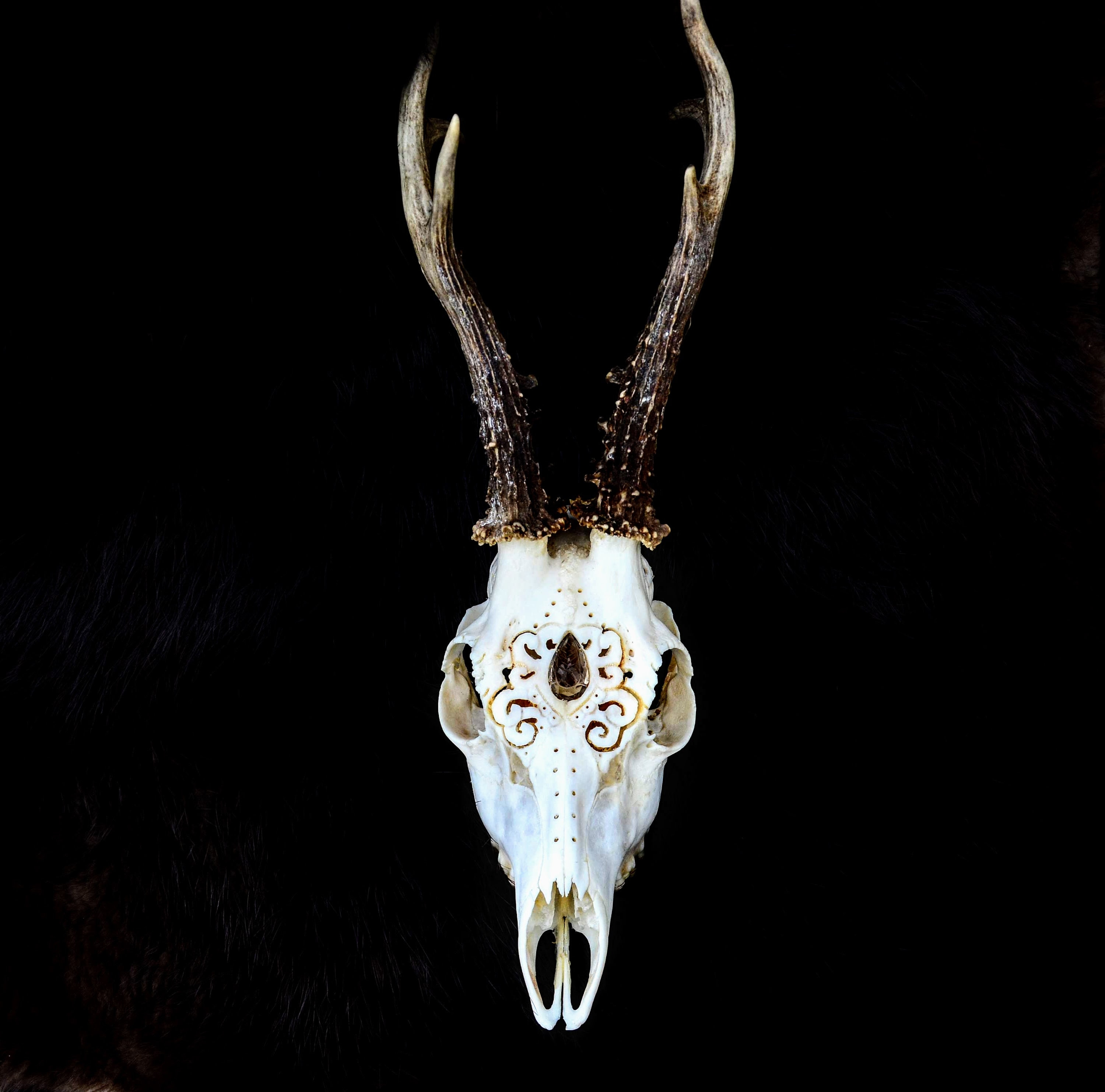 Real roe deer skull Carved deer skull with beautyful Quartz | Etsy