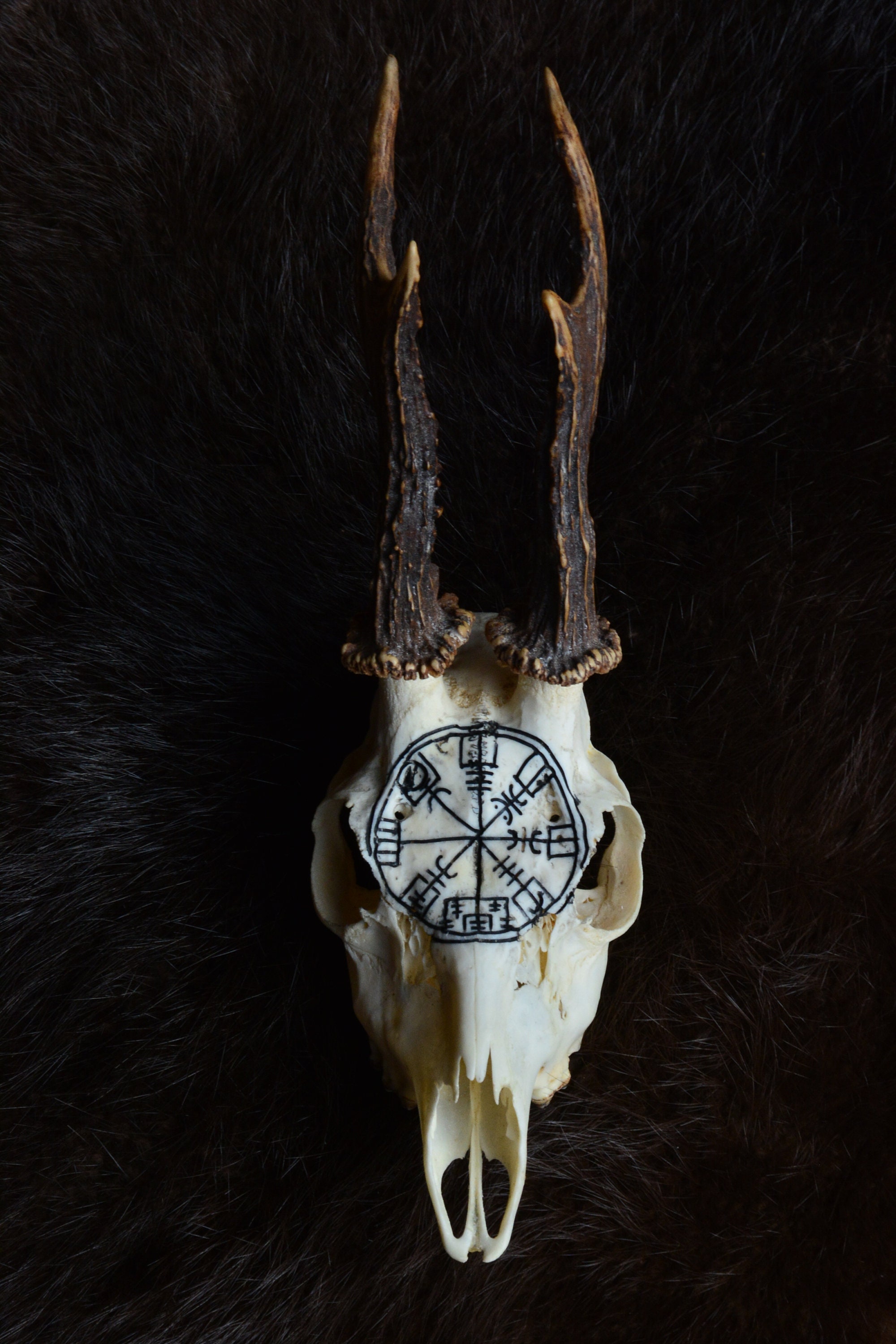 MADE TO ORDER Real Deer Skull Carved Deer Skull Roe Deer Skull | Etsy