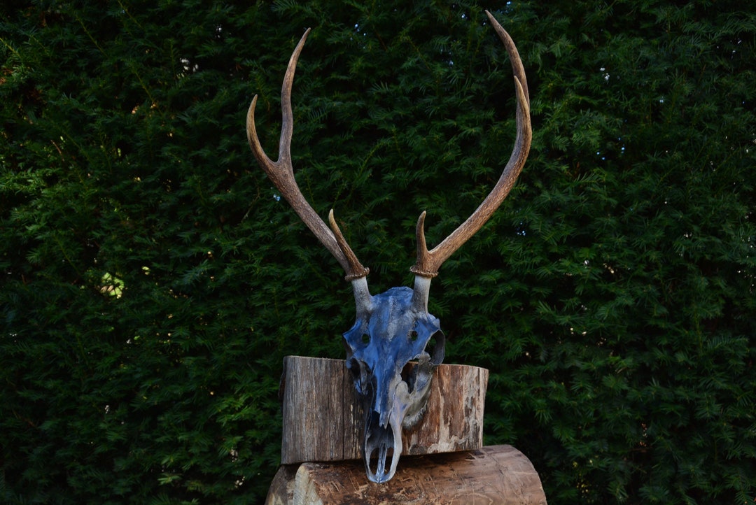 Red Deer Skull cervus Elaphus Perfect Wall Decoration Present Set Gift ...