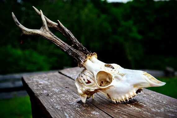 Disegno Di Corna Di Teschio Di Cervo