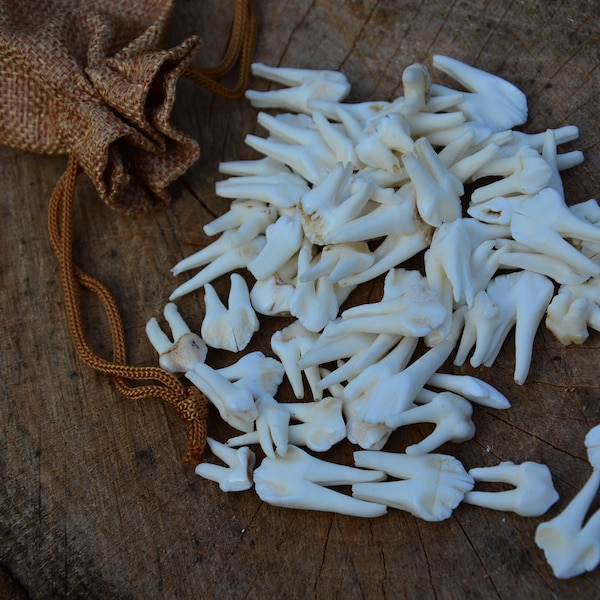 Wild Boar Teeth - Etsy